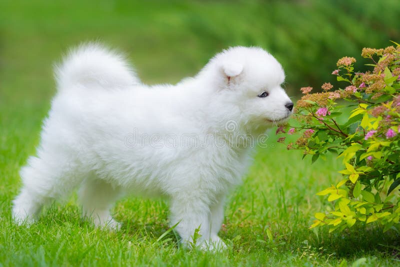 Samoyed Pies Z Szczeniakiem Bawić Się Na Piaskowatej Drodze Przy ...