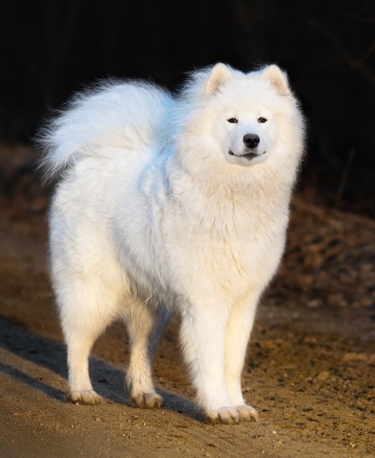 Samoyed Pies Z Szczeniakiem Bawić Się Na Piaskowatej Drodze Przy ...