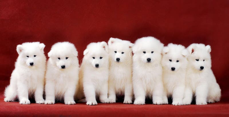 Samoyed Puppy Stock Images - Image: 19232214