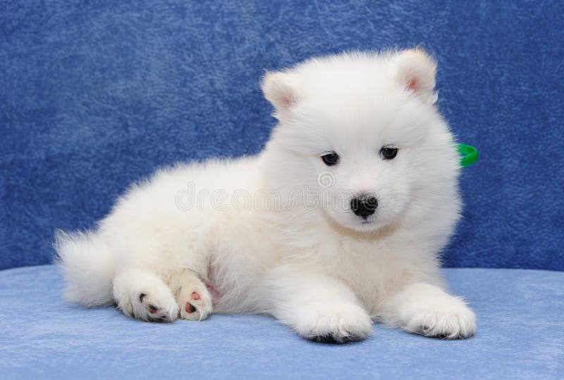 Samoyed puppy stock photo. Image of breed, purebred, lovely - 24942106