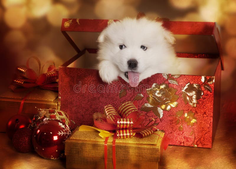 Samoyed Puppy in a Christmas Box Stock Photo - Image of decoration ...