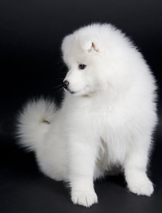 Alaskan Samoyed Puppy stock photo. Image of samoyed, beauty - 359566