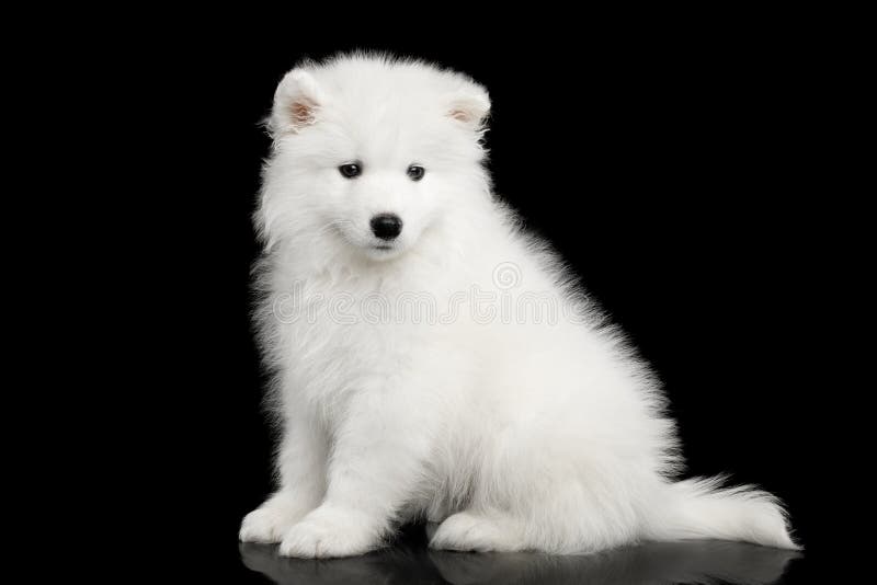 634 Samoyed Black Background Stock Photos - Free & Royalty-Free Stock ...