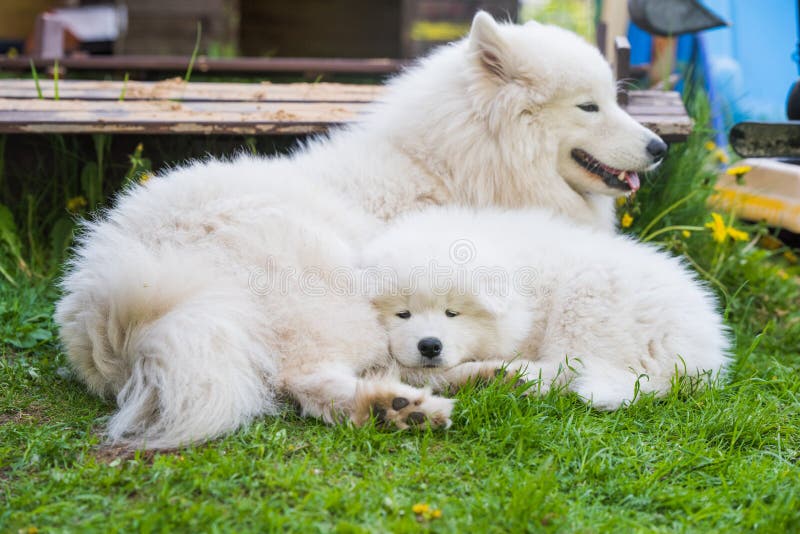 Samoyed Dog. Dog Mother with Puppy Playing Stock Image - Image of ...