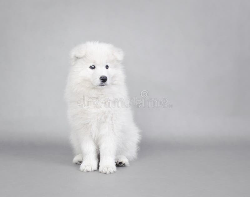 Grey samoyed stock image. Image of look, adorable, grooming - 7295693