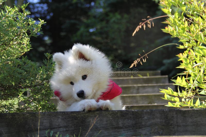 Samoyed puppy stock image. Image of steps, samoyed, puppy - 73566043