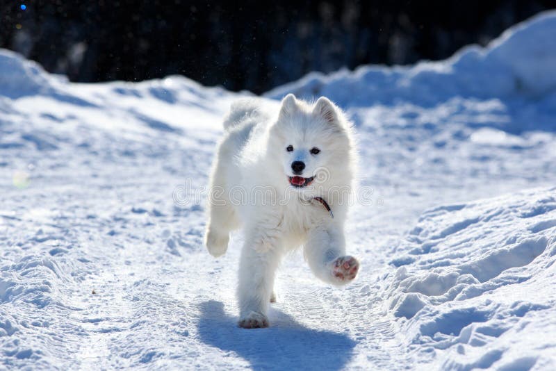 12,162 Samoyed Stock Photos - Free & Royalty-Free Stock Photos from ...
