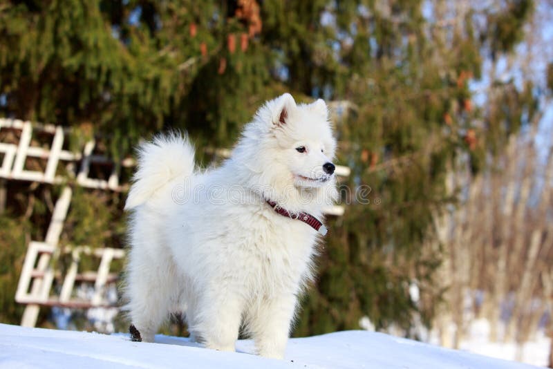 Samoyed puppy stock photo. Image of snow, puppy, bjelkier - 30154252