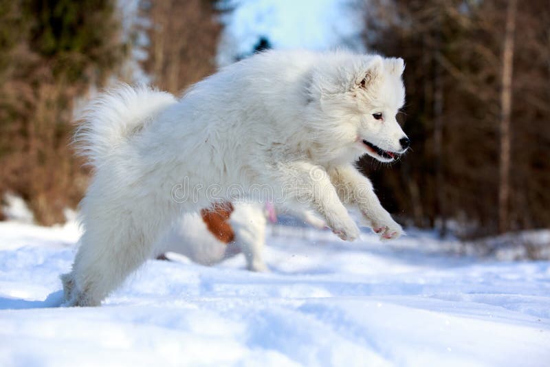 Samoyed puppy stock image. Image of bjelkier, nenetskaya - 31002043