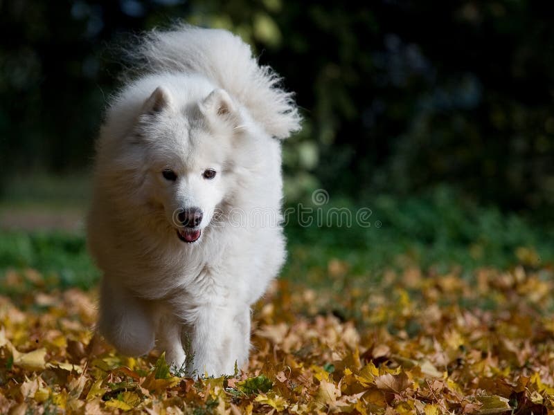 Samoyed on the run stock image. Image of snow, leaves - 1709519