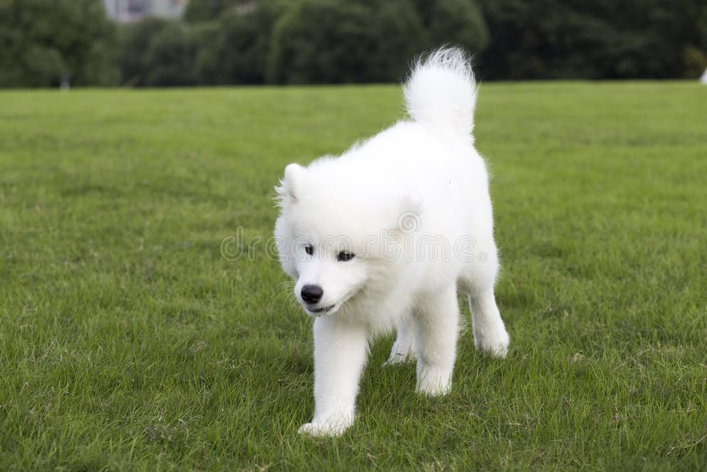 Samoye stock photo. Image of outdoor, police, horses - 120566608