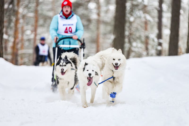 Samoyed sled dog racing editorial stock photo. Image of canine - 179729043