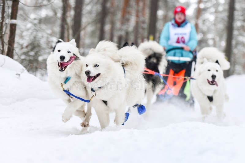Samoyed Sled Dog Team at Work Stock Photo - Image of husky, musher ...