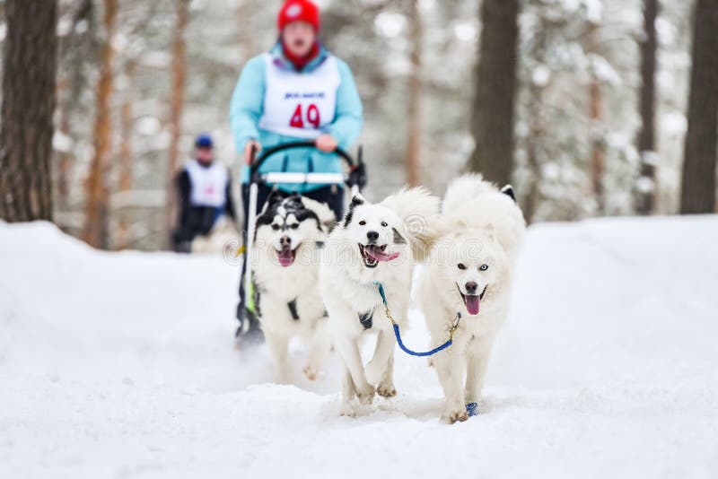 Samoyed Sled Dog Team at Work Stock Photo - Image of husky, musher ...