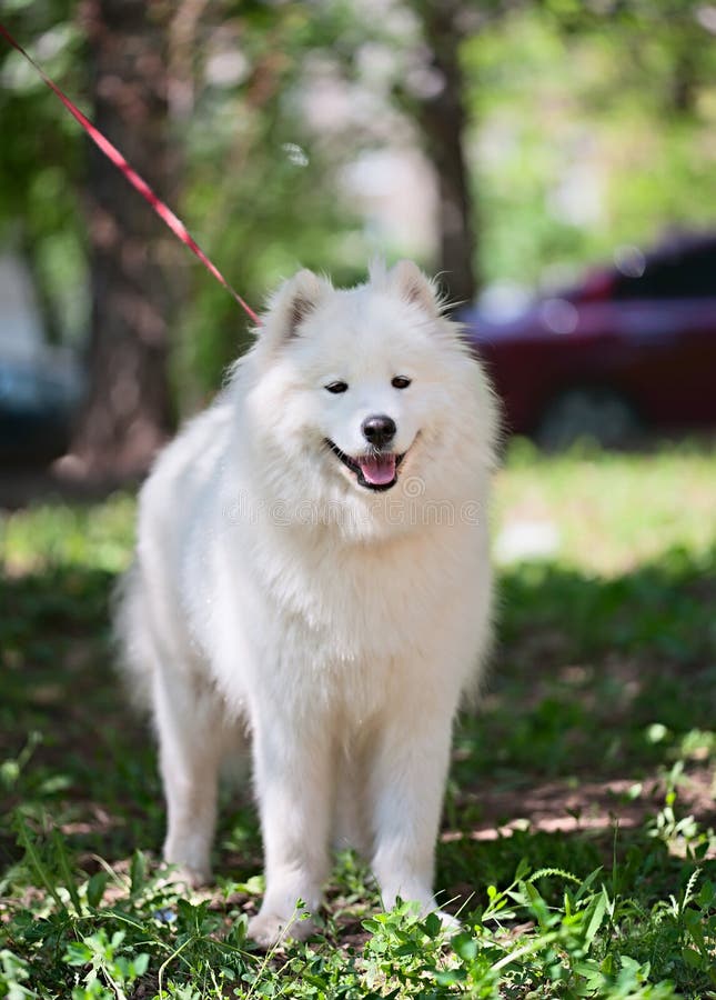 Grey samoyed stock image. Image of look, adorable, grooming - 7295693