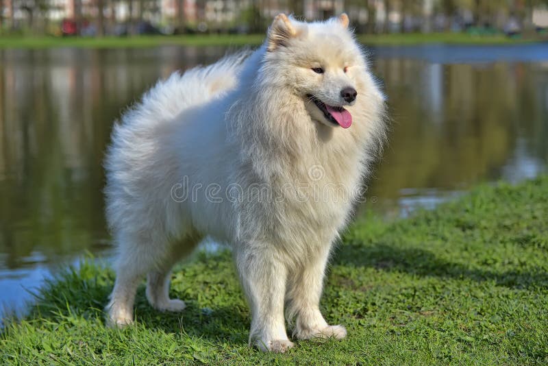 145 Wet Samoyed Photos - Free & Royalty-Free Stock Photos from Dreamstime