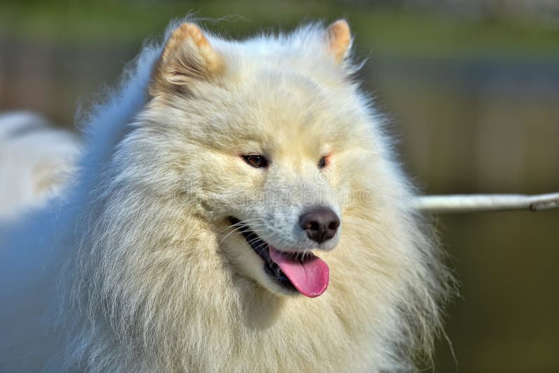 179 Wet Samoyed Stock Photos - Free & Royalty-Free Stock Photos from ...