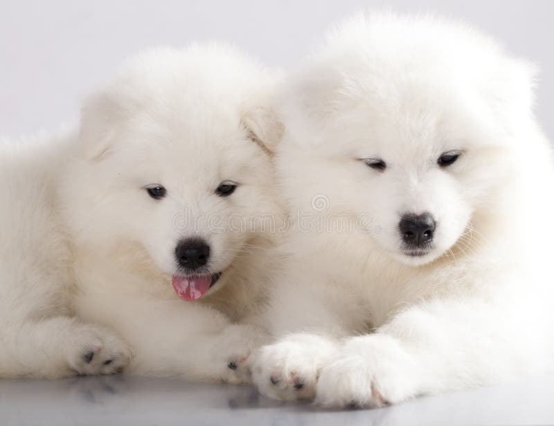 Samoyed pies obraz stock. Obraz złożonej z uroczy, niezdarny - 28017113