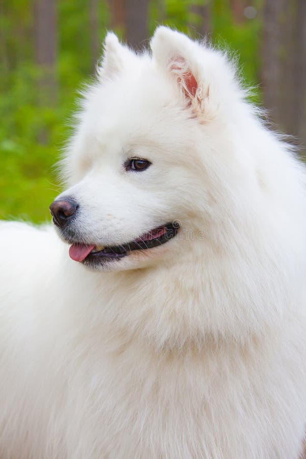 Samoyed pies w drewnie zdjęcie stock. Obraz złożonej z natura - 56104568