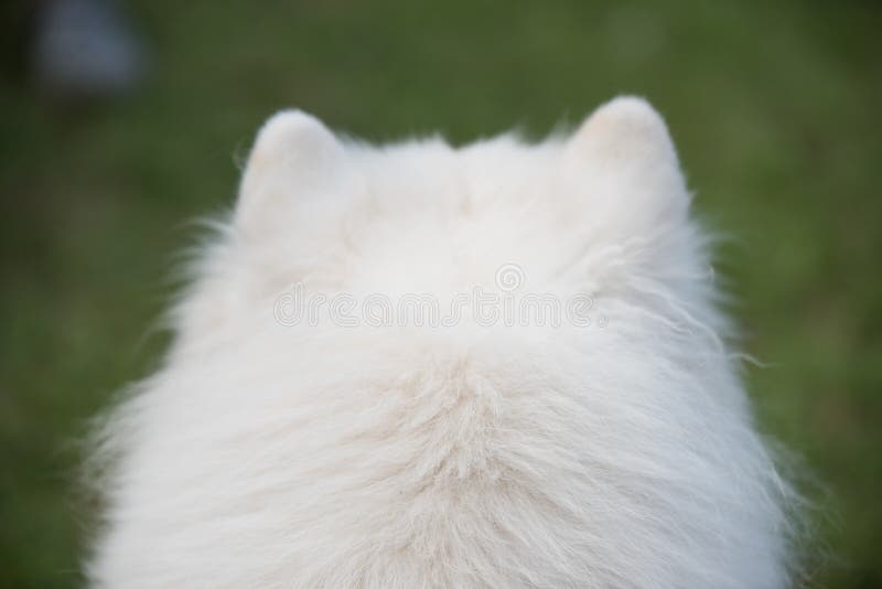 Samoyed White Dog Head Close Up Rear View, Back View Stock Photo ...