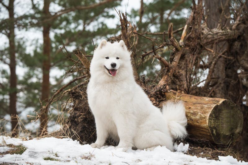 Samoyed White Dog is Sitting in the Winter Forest Stock Photo - Image ...