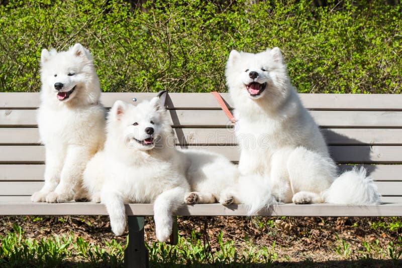 Samoyed White Dogs are Sitting on a Bench Stock Photo - Image of animal ...