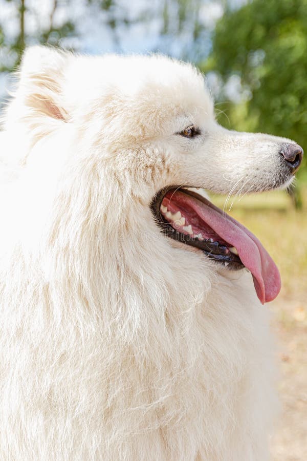 Samoyed. White Fluffy Dog Outdoors in Summer Stock Image - Image of ...