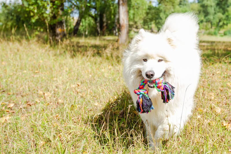 Samoyed. White Fluffy Funny Big Dog Playing in Nature Stock Photo ...