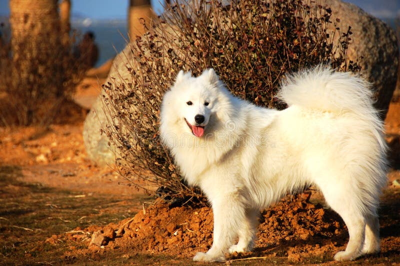 Samoyede stock image. Image of mamals, samoyede, dogs - 5985613