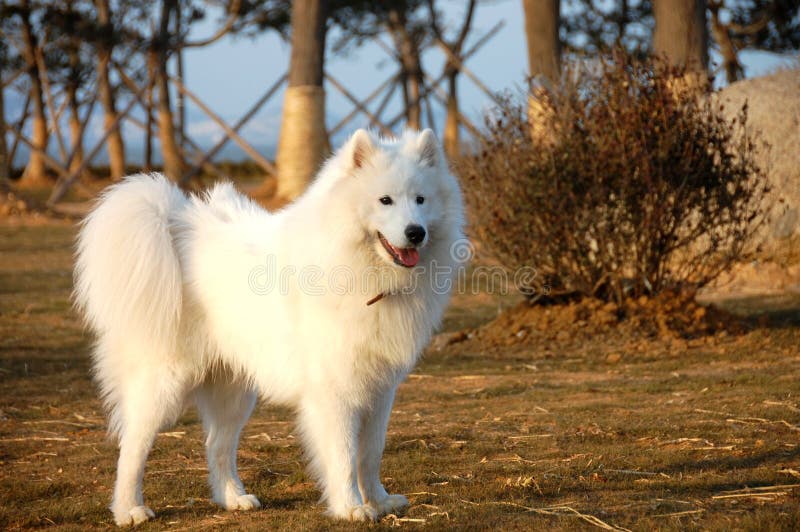 Samoyede stock image. Image of spitz, mammal, samoyede - 5985617