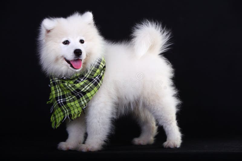 Samoyedo imagen de archivo. Imagen de obediente, mirada - 4533409