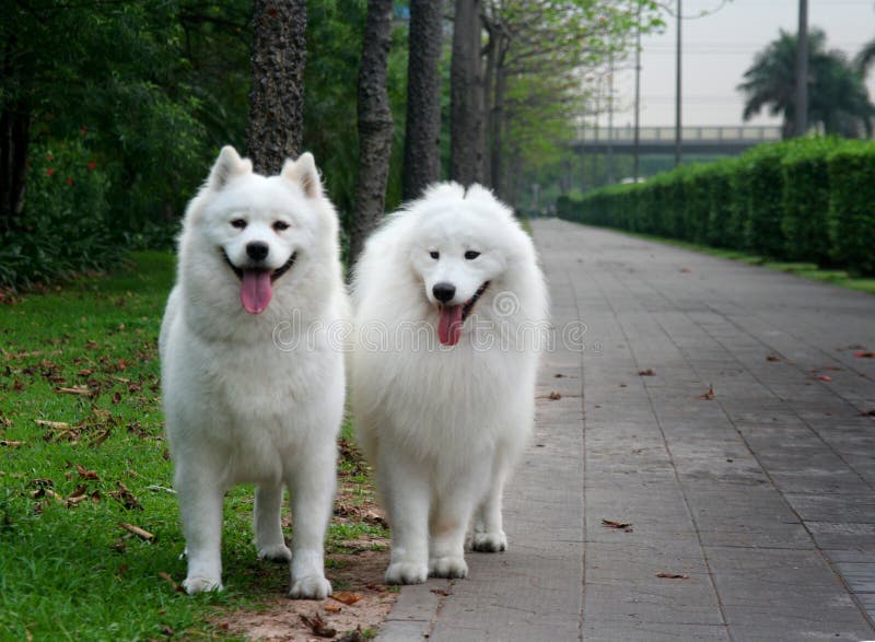 Samoyedo foto de archivo. Imagen de raza, sonrisa, blanco - 5795200