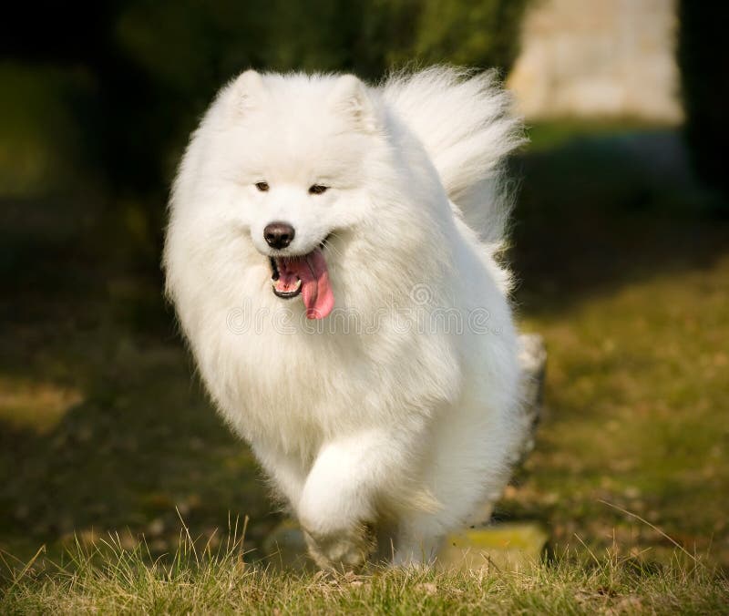 Grupo De Perritos Del Perro Del Samoyedo Que Corren En Hierba Verde ...