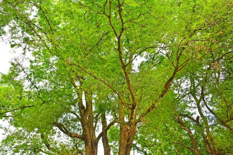 Sampaloc Tamarind Tree in Batangas, Philippines Stock Photo - Image of ...