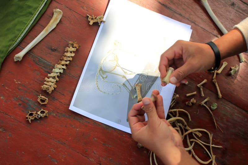 Sample Collection and Study of the Skeleton of an Animals Stock Image ...