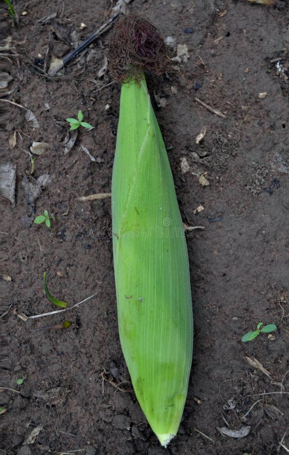 SAMPLE of CORN stock photo. Image of food, corn, session - 75283438
