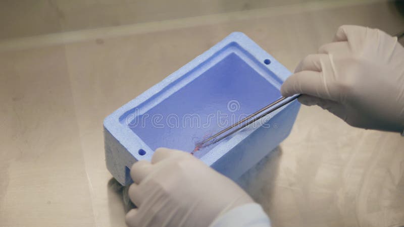 A Sample of a Substance is Observed Under a Microscope in a Laboratory ...