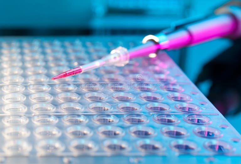 Sample Load with Multichannel Pipette Stock Photo - Image of hand ...