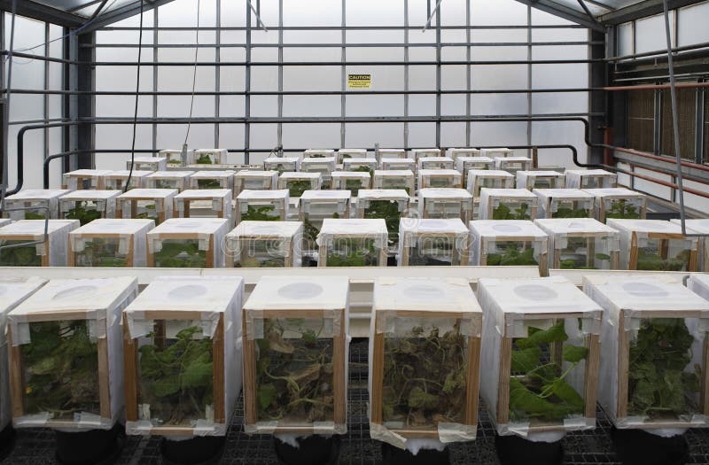 Sample Plants in Glass Box stock image. Image of cultivation - 33894955