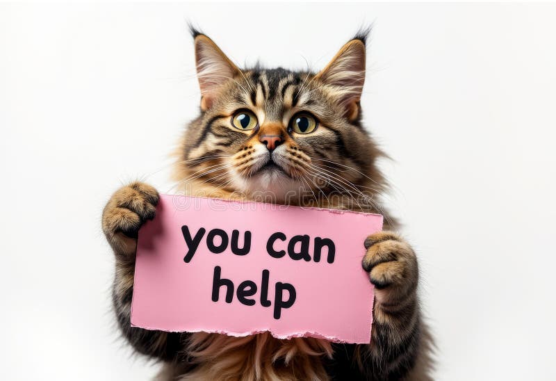 Positive, Inspirational and Motivational Message. Cat Showing Banner ...