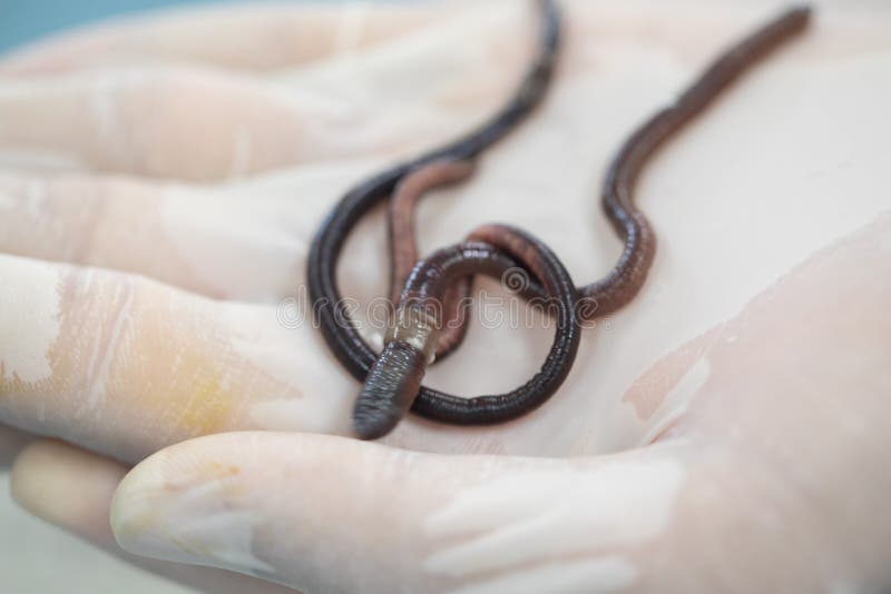 Study Earthworm in Laboratory. Stock Photo - Image of histology, organ ...