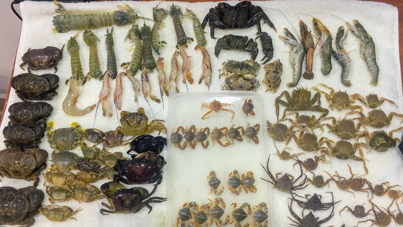 Samples of Fresh Seafood Including Crabs, Spider-crabs, Shrimp, Mantis ...