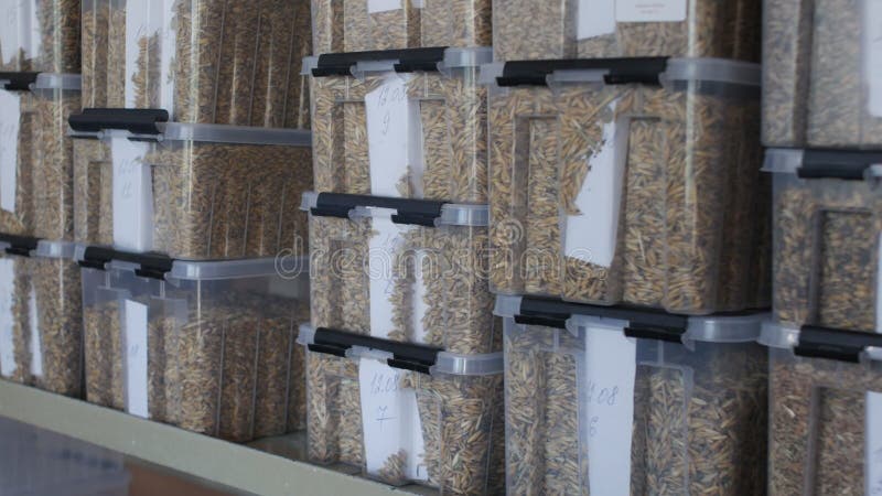 Samples of Grains of Wheat, Barley in Container for Quality Control or ...