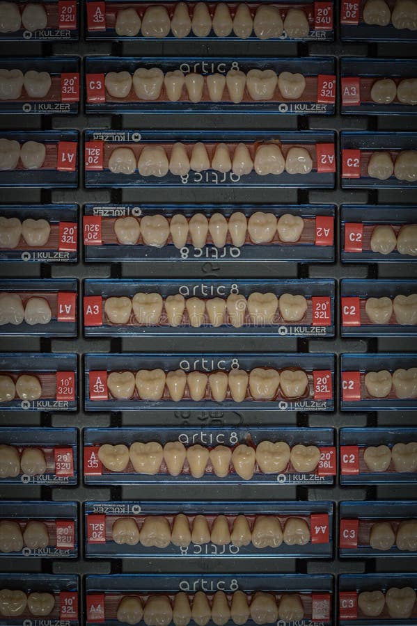 Samples of Human Artificial Teeth Stock Photo - Image of dentist ...
