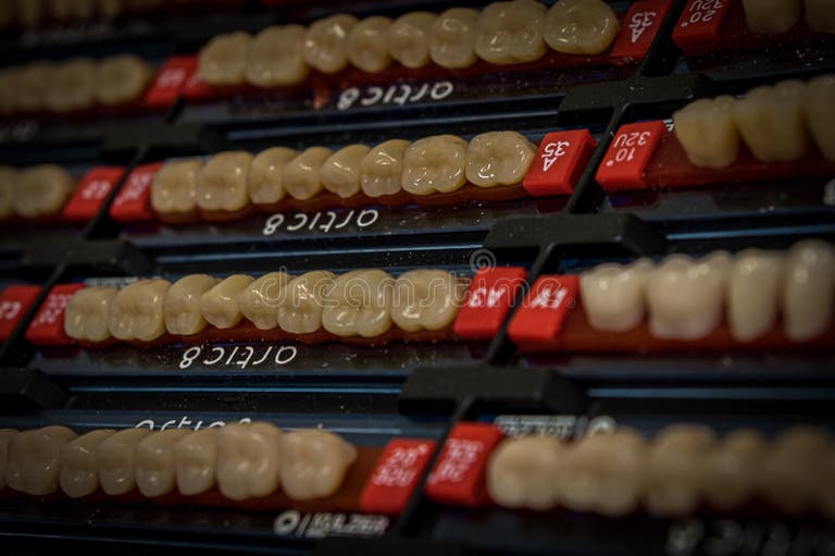 Samples of Human Artificial Teeth Stock Image - Image of artificial ...