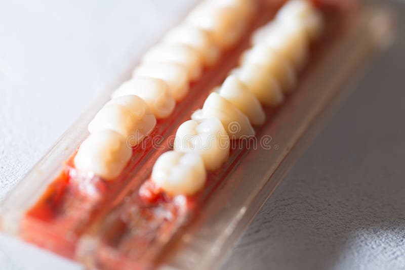 Samples of human teeth stock photo. Image of porcelain - 139013206