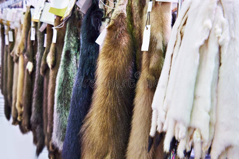 Samples of Natural Fur in Store Stock Photo - Image of original, luxury ...