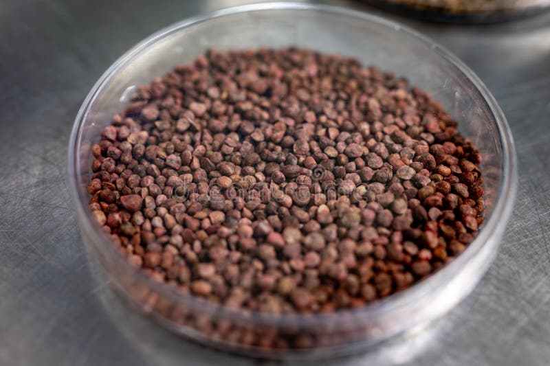 Samples of New Legumes and Vegetables Seeds Varieties in Seed Bank ...