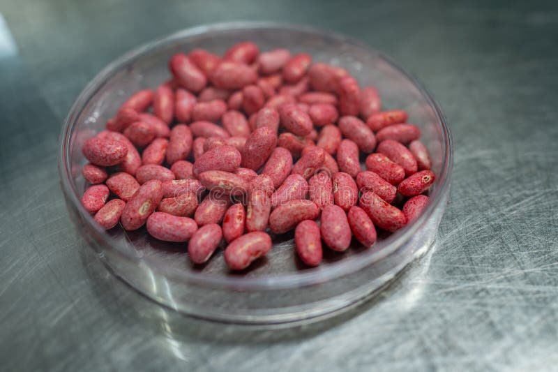 Samples of New Legumes and Vegetables Seeds Varieties in Seed Bank ...