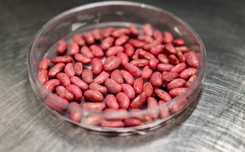 Samples of New Legumes and Vegetables Seeds Varieties in Seed Bank ...